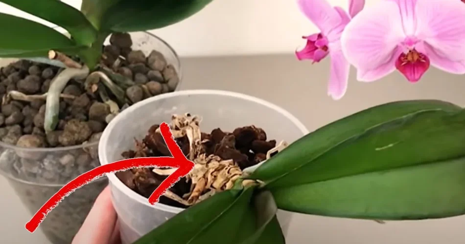 Orchidee mit trockenen Wurzeln? Wirf es nicht weg! Hier erklären wir ... Orchidee mit trockenen Wurzeln? Wirf es nicht weg! Hier erklären wir ...